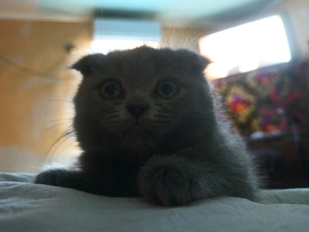 Животные кошки и
