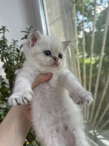 Шиншила колор пойнт