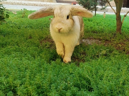 Декоративный кролик