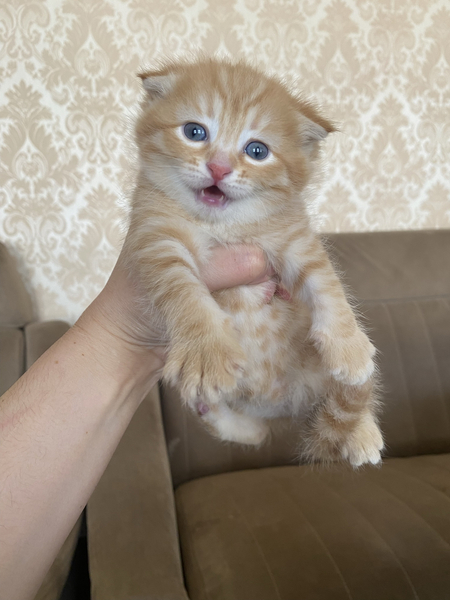 Скотиш фолд и страйт