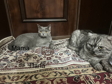 Умный милый малчик