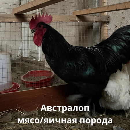 Яйца на инкубацию/циплята! Inkubatsiya uchun tuhum!