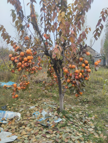 Хурмо меваси сотилади
