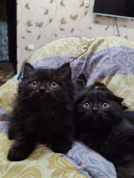 Скоттиш фолд скоттиш страйт