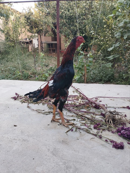Dakang xuroz sotiladi zoti toza