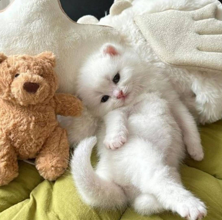 Продается Котёнок
