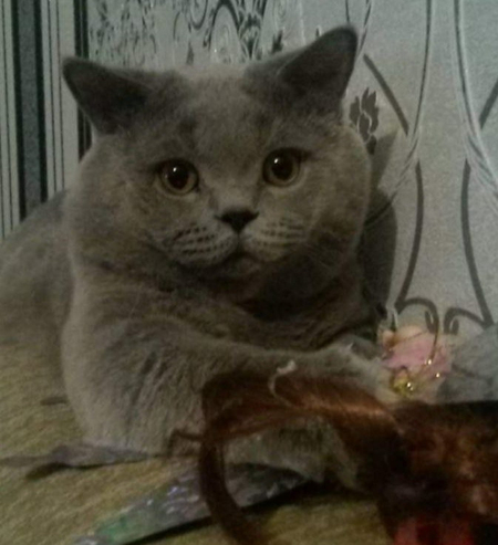 Котята скоттиш фолд и страйт