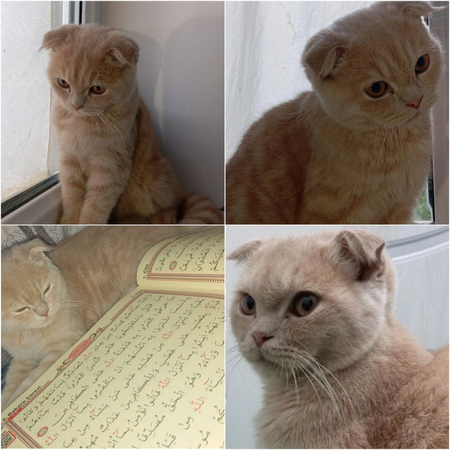 Скоттиш фолд шотланский