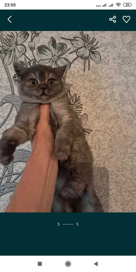 Продам скоттиш страйт девочку.