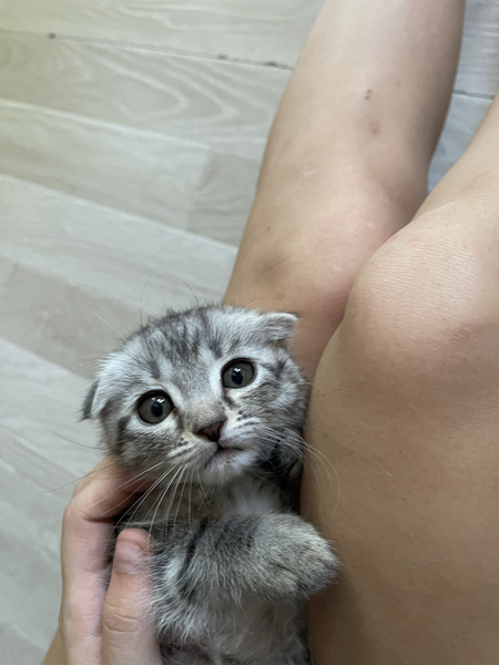 Котята по 500.000 тысяч