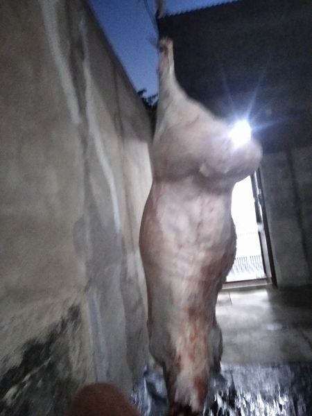 Quchqorlar sotiladi