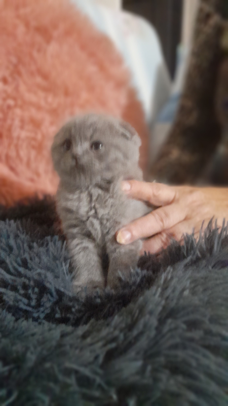Шотландские скотиш фолд и скотиш страйд