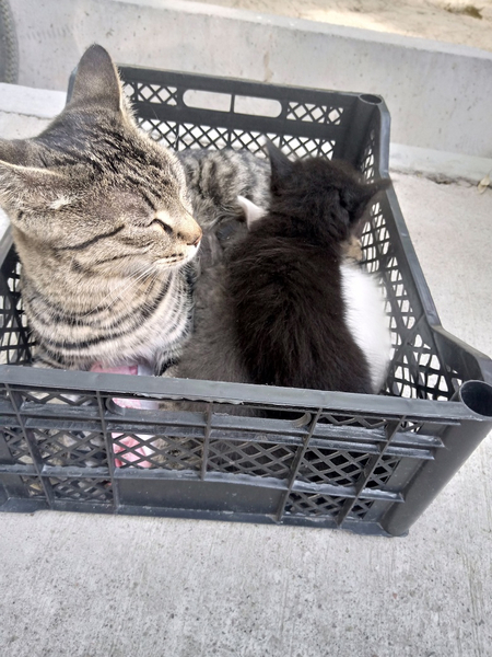 Отдам даром котят