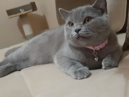 Готовые котята скоттиш-страйт!