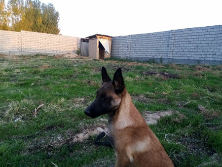 Belgiya avcharka malinuva