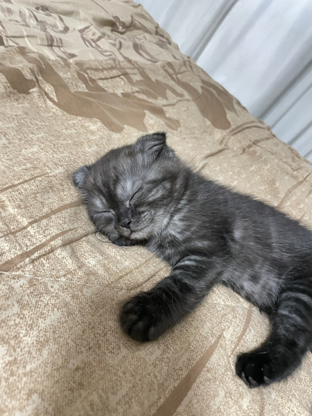 Срочно продаётся котик британский вислоухий Fold!