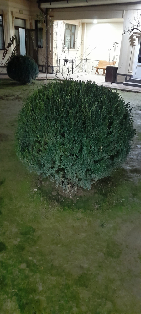 шамшод куп йиллик