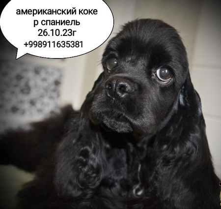Американский кокер спаниель