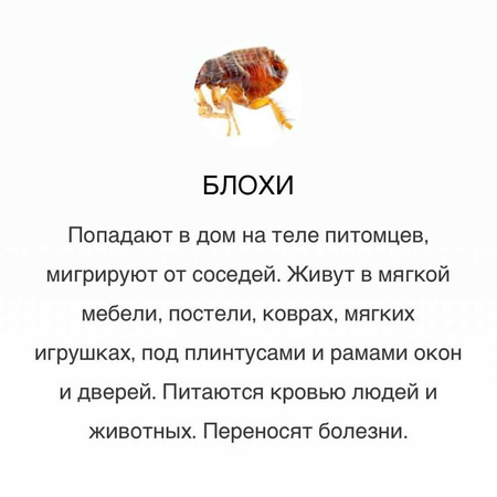 Дезинфекция Дезинсекция Dezinfeksiya | Dezinfeksiya|  Уничтожение клоп
