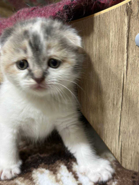 Продаются котята породы скоттиш фолд