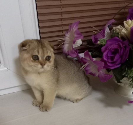 Шиншилла Золото. 2.5 ой булди тугилганига. Жинси кизбола
