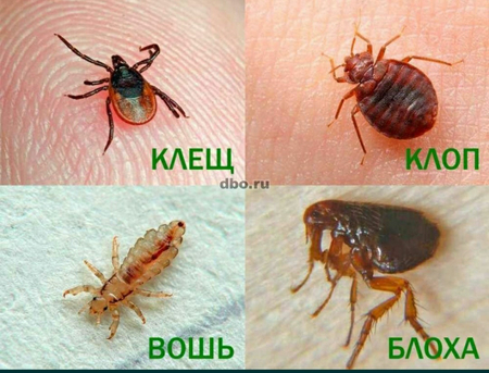 Дезинфекция навоий