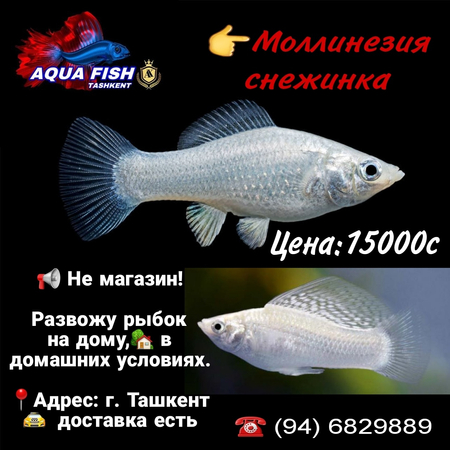 Моллинезия Велифера снежинка