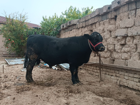 Angus buqa yahwi boqilgan buqacha