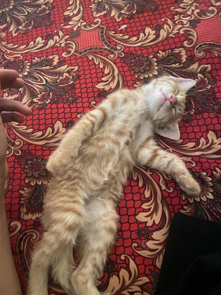 Кот 1 месед домашне