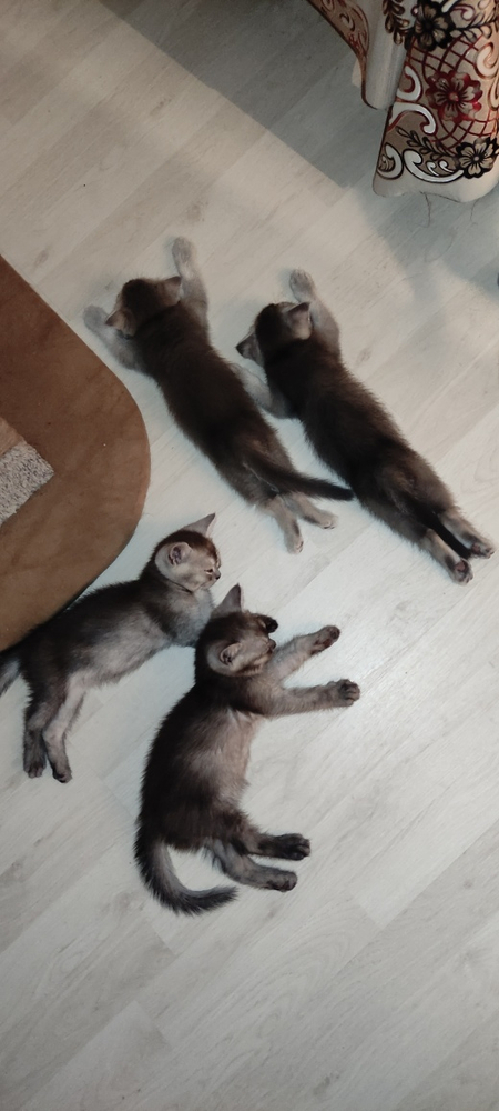 Продаётся мама кошка фолд и и котята фолд и страйт