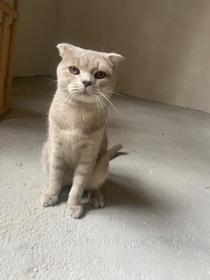 Skotiw fold mushuk narxi keliwiladi