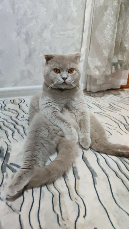 Продаётся  кошка