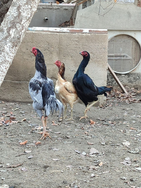Kulangi tuxumlari