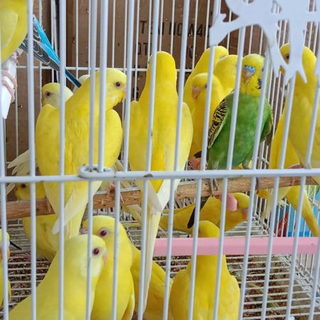Papugaychikla xar hil rangdagi