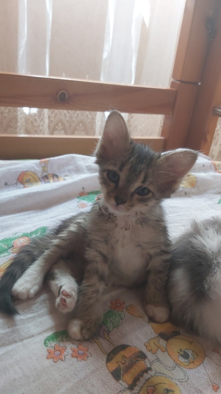 Пристраиваются котята