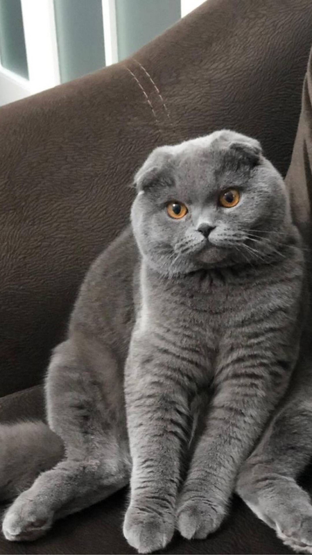 Британская кошка