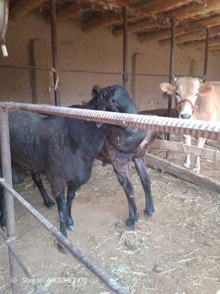 Toza edlbay qoylari 2 dona tiri vesi 125 130 dan kg