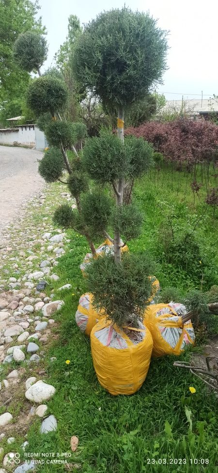Аризонкани италия кепарис сотилади манзил сурхондарë денов
