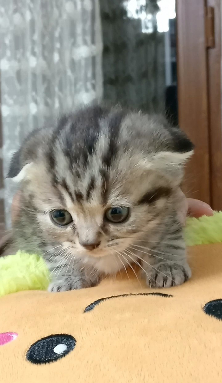 Продаётся Кот Мраморный фолд