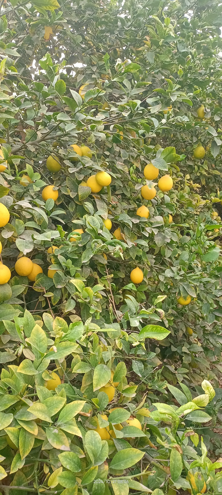 Mesni limon sotiladi