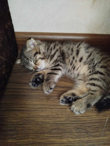 Котенок скоттиш фолд 1,5 месяца