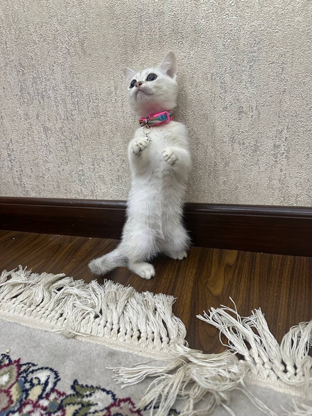 Shinshilla strayt