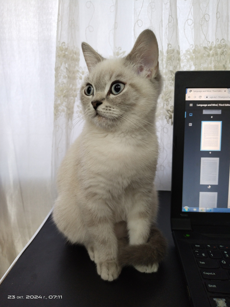 Котенок девочка пародистая красивая