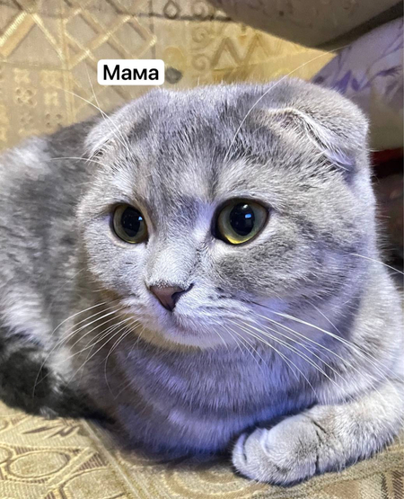Вислуухие котята скотиш фолд