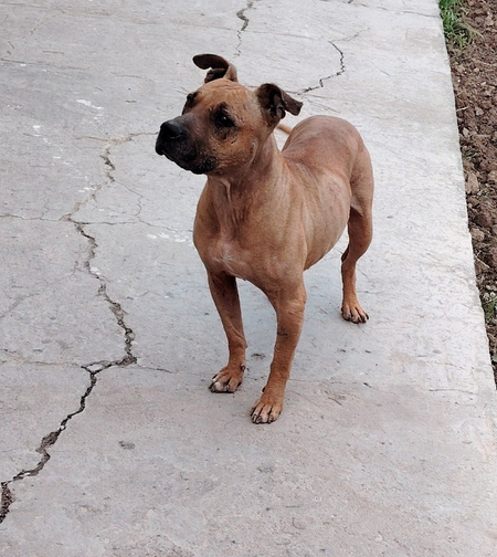 Dog pit bull  urgʻochi  3 yoshli  sotiladi
