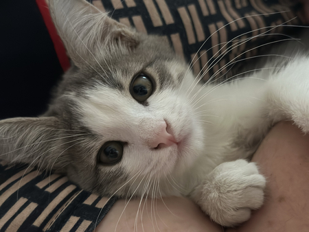Пропала котенок