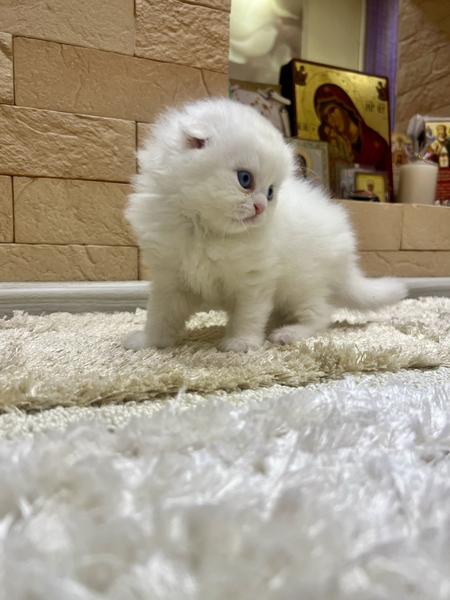Шотланский Скоттиш Фолд !
