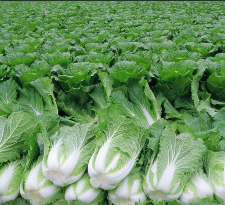 5000 so\\\'mdan 1 kg Chimchi joyingizgacha yetkazib beramiz dexqonchnilik