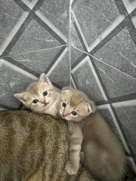 шотландский мушуклар