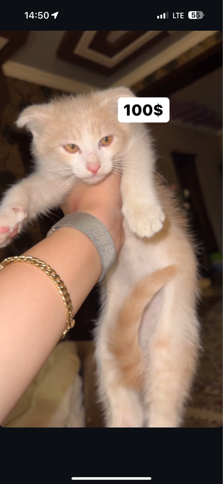 Котёнок скотиш фолд